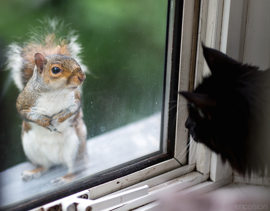 Squirrel! How to Capture a Consumer’s Attention