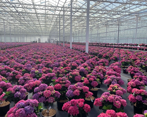 Horticulture ERP for Inventory Management | Aster Software
