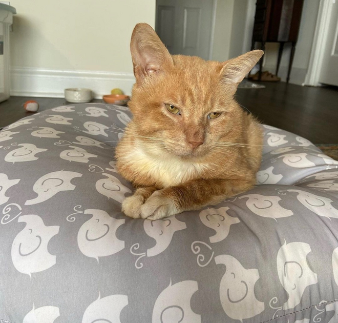 What to Know about Challenge Accepted Cat