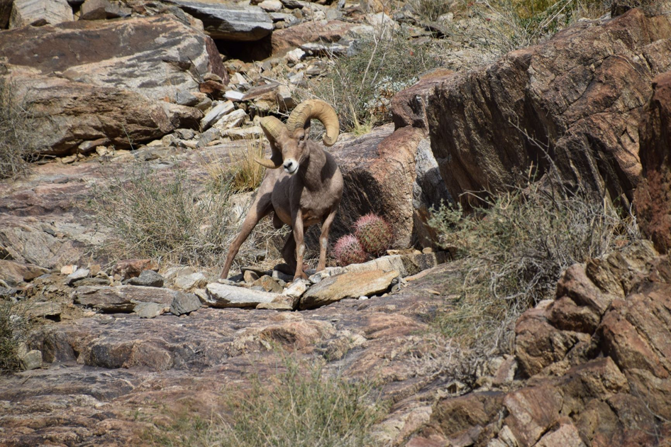 Explore the Earth: Anza-Borrego Desert State Park